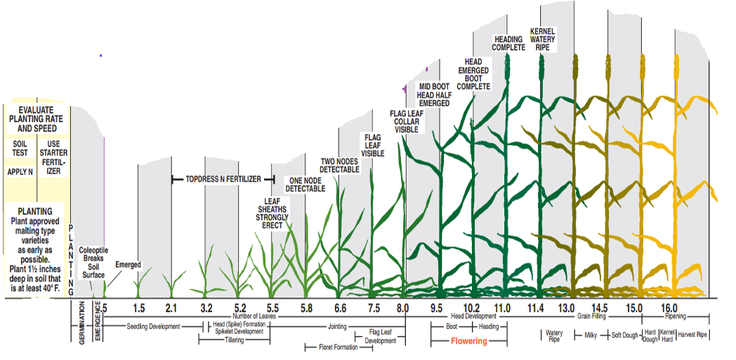 Digging into Barley Yield - Brewing With Briess