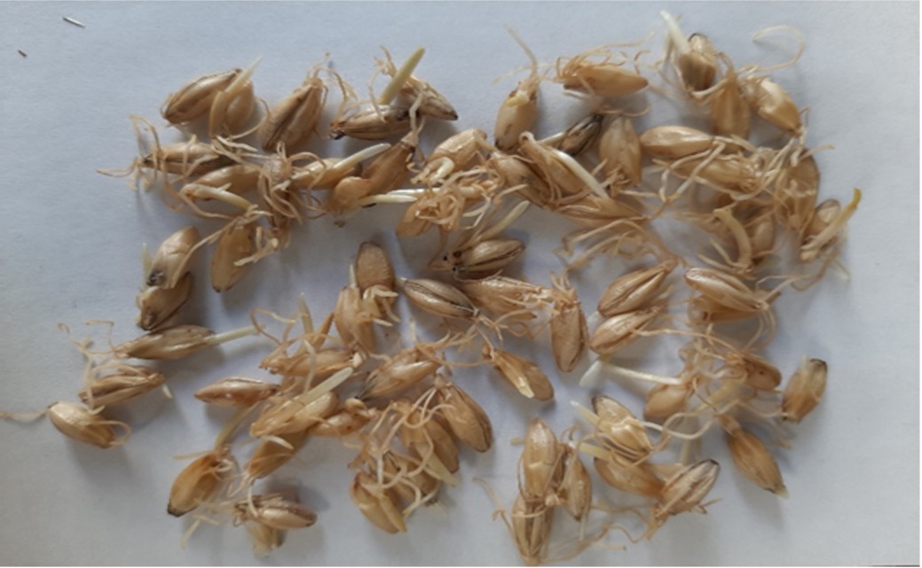 Center of Malting Excellence - Brewing With Briess