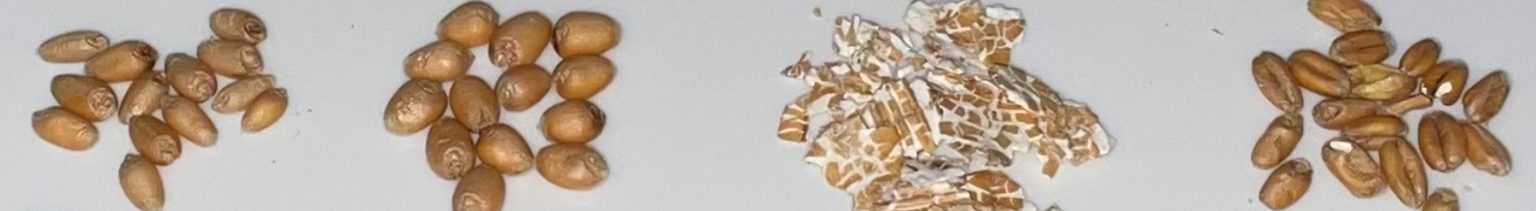 Differences Between Raw, Torrified, Flaked & Malted Wheat in Beer Brewing