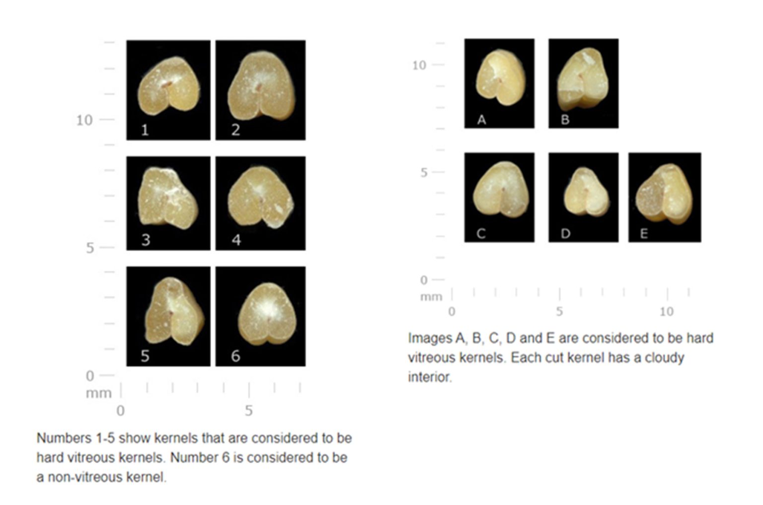 Wheat – The Maltster Perspective - Brewing With Briess