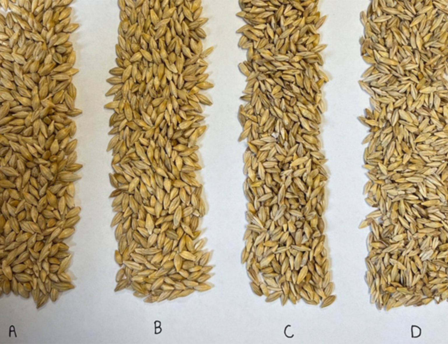Dirty Dancing: The Shakes, Spins and Moves of Barley Cleaning - Brewing ...