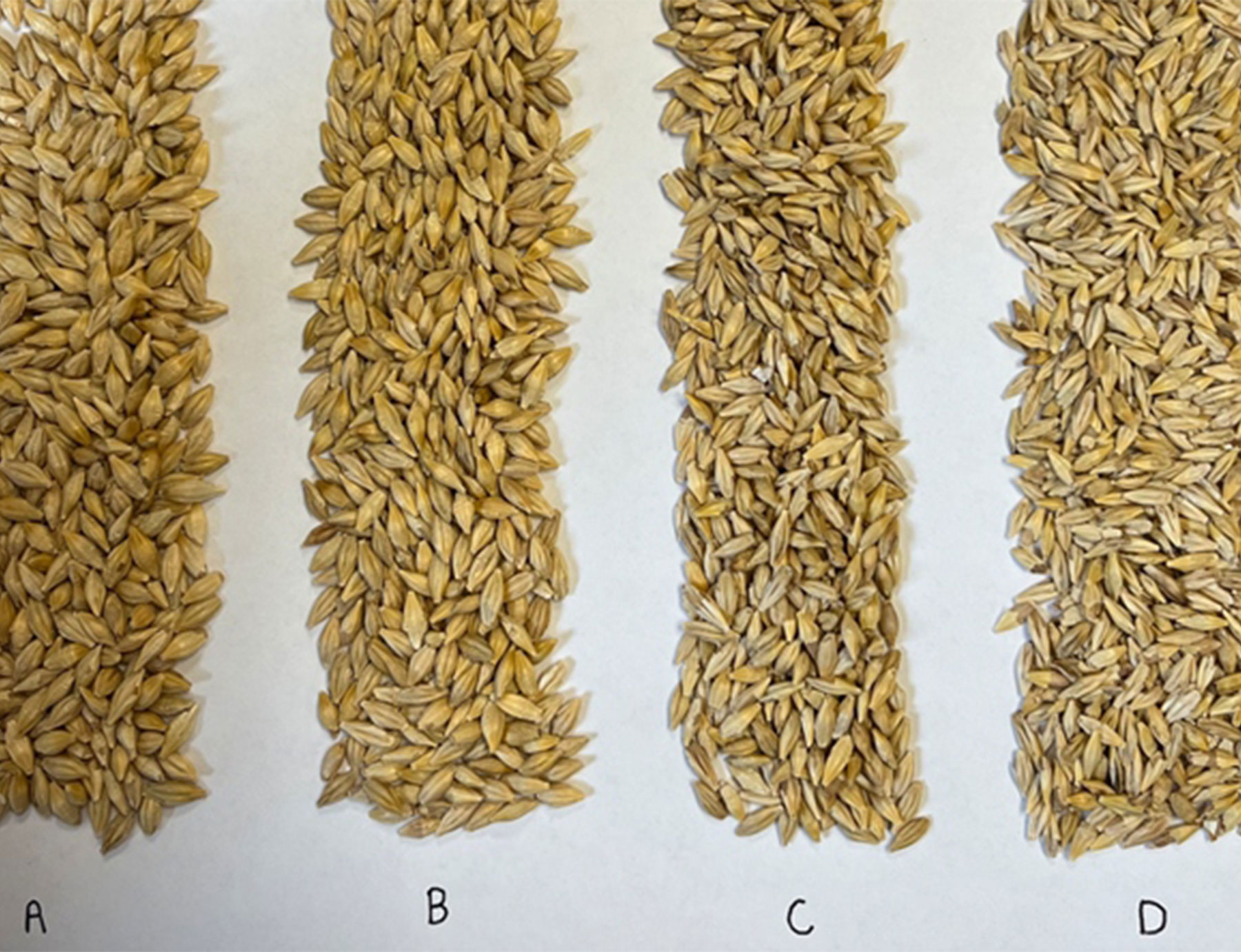 Dirty Dancing: The Shakes, Spins and Moves of Barley Cleaning - Brewing ...