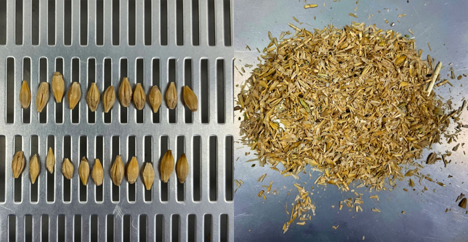 Dirty Dancing: The Shakes, Spins and Moves of Barley Cleaning - Brewing ...