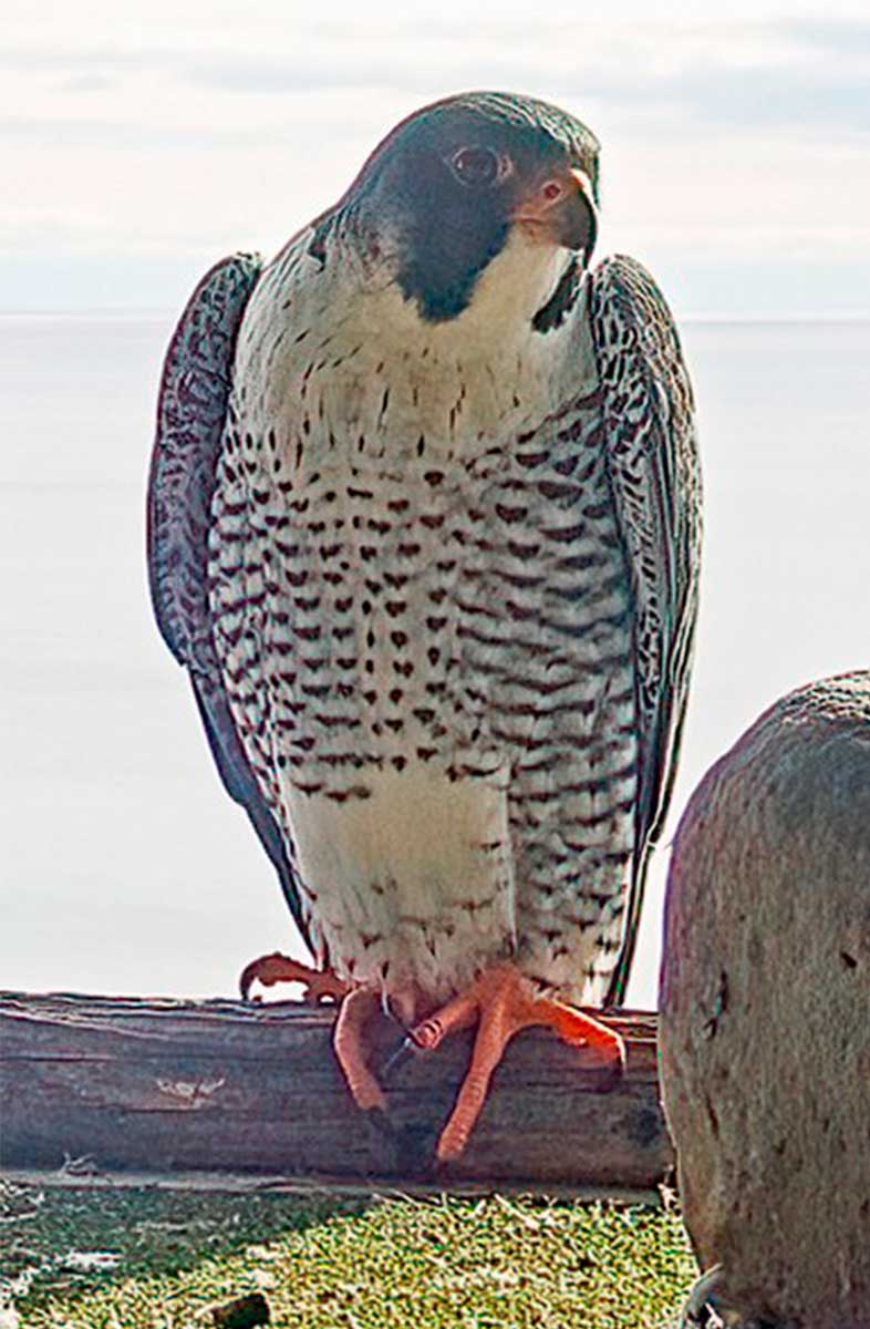 Make Way for Falcons! - Brewing With Briess