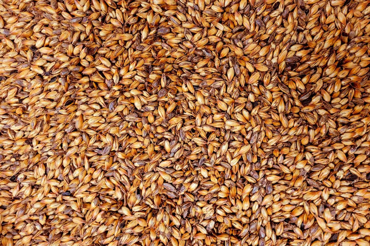 Crushing Over Crystal Red® Malt - Brewing With Briess