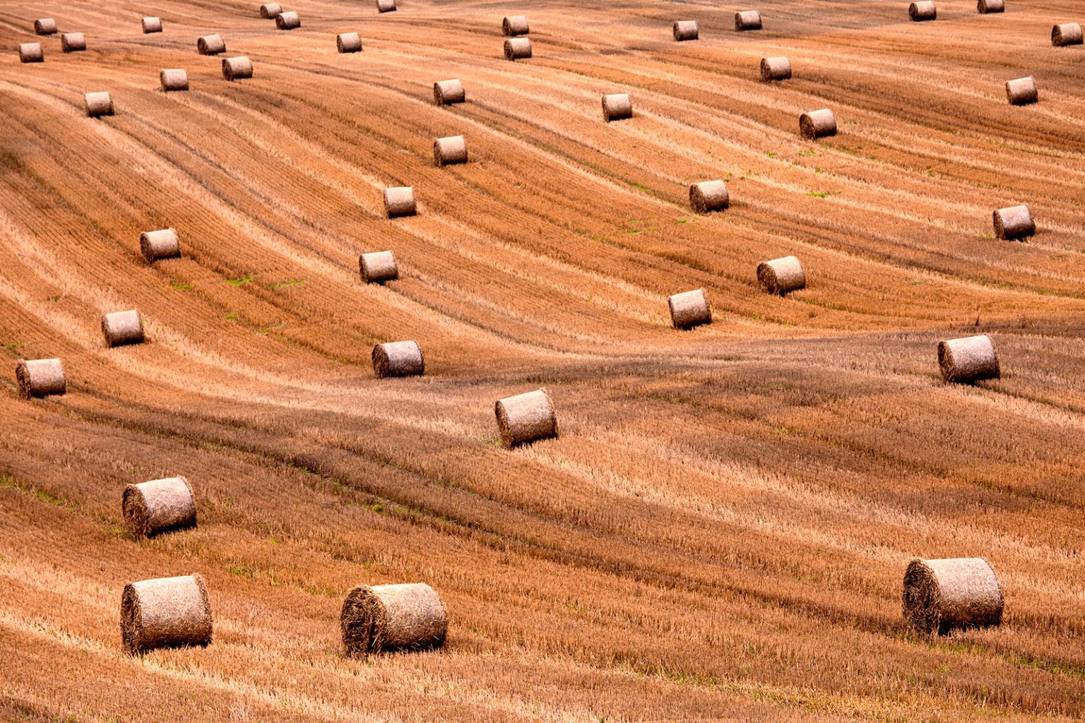 Brewing with Briess: Specialty Malts & Ingredients