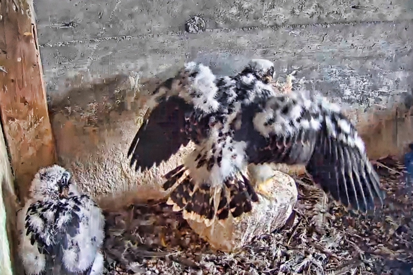 Meet the Fierce & the Fluffy: 2025 Peregrine Falcons - Brewing With Briess