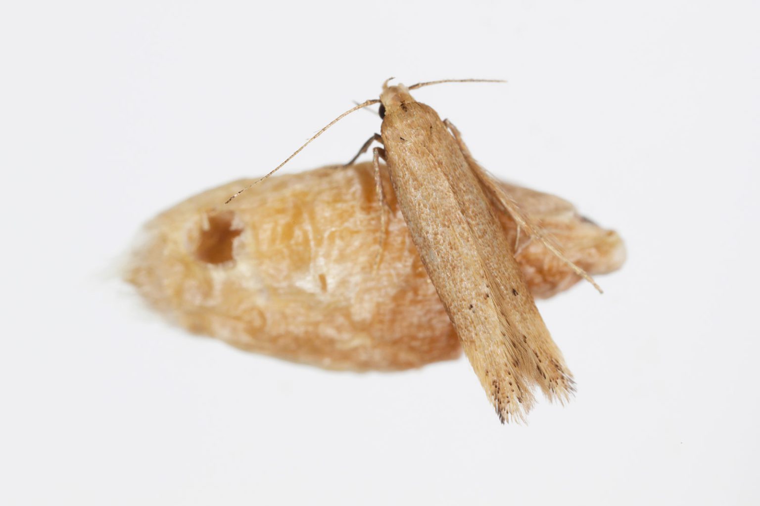 It’s a Bug's Life: Let’s Keep Them Out of the Brewhouse - Brewing With ...