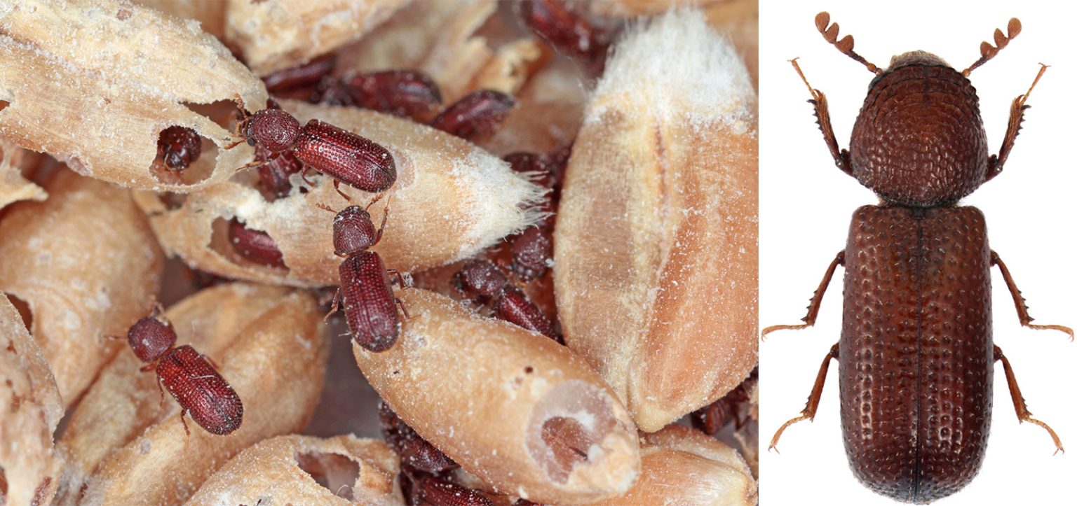 It’s a Bug's Life: Let’s Keep Them Out of the Brewhouse - Brewing With ...